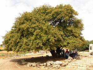 Because of the Cross…we have the Word of God, pt 2 – The Oak of Moreh ...
